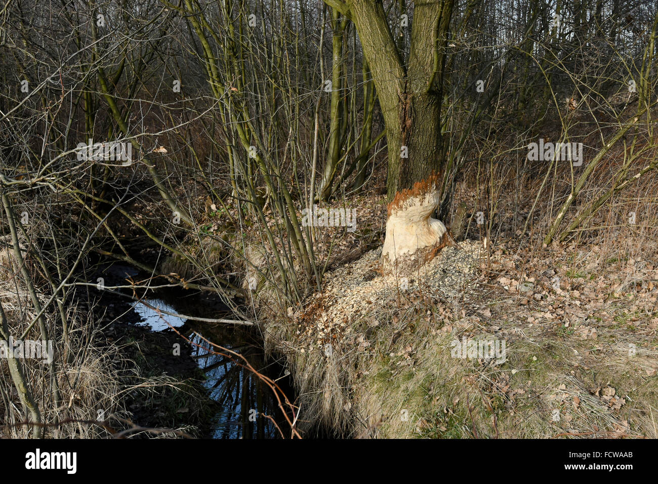 Beaver Tree Damage Stock Photo - Alamy