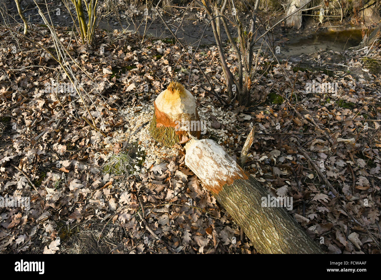 Beaver Tree Damage Stock Photo - Alamy