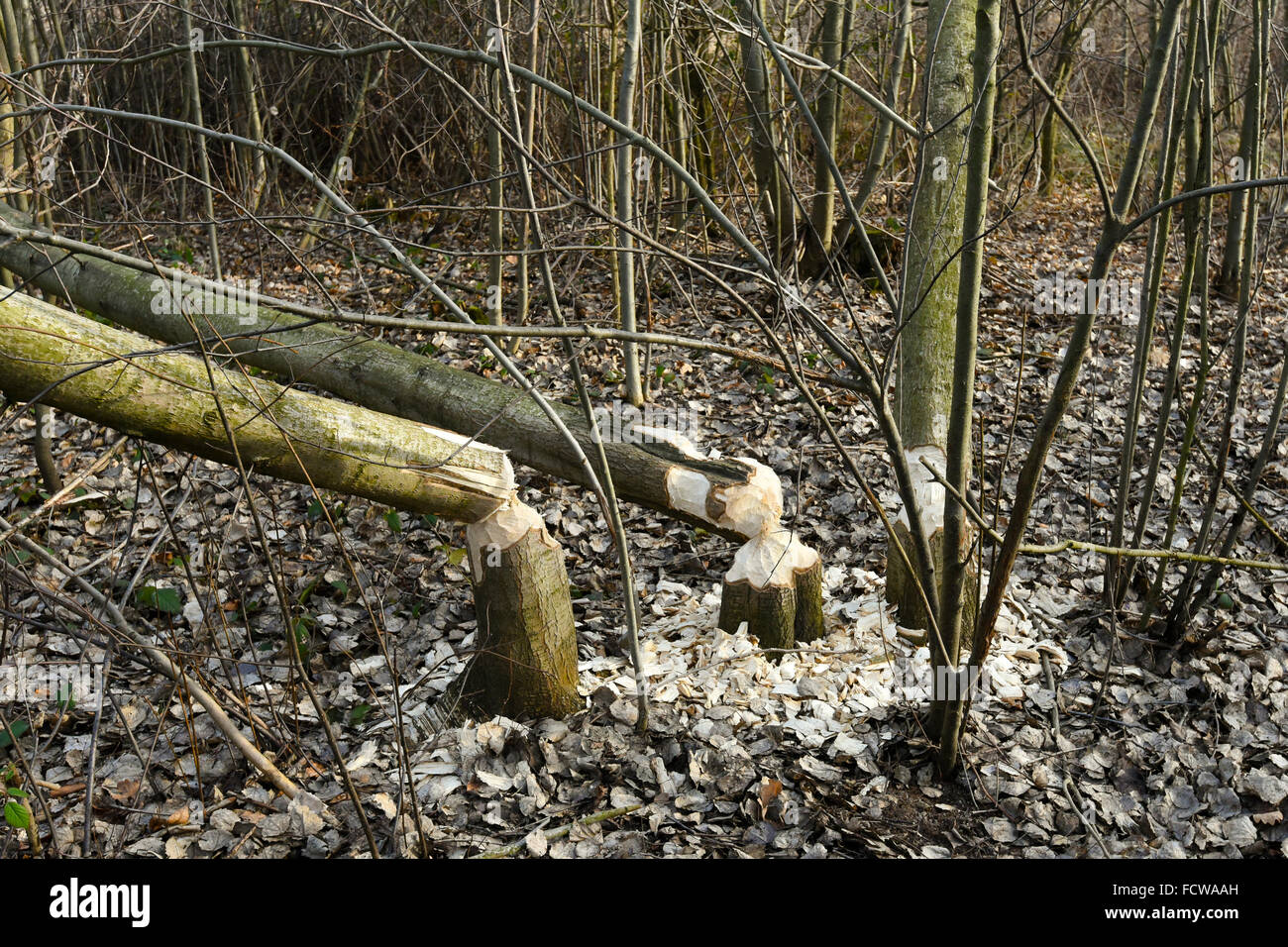 Beaver Tree Damage Stock Photo - Alamy