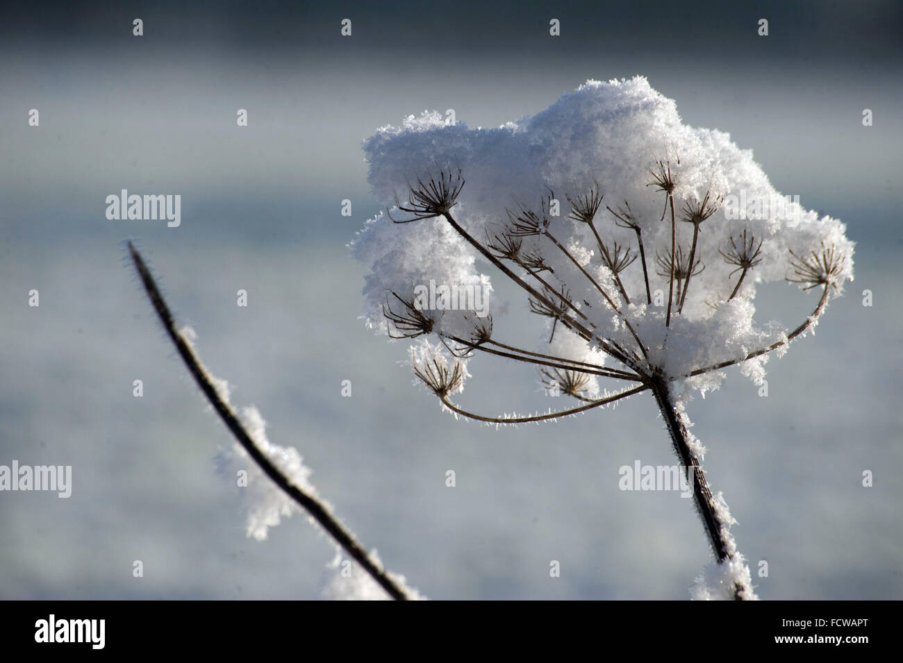 Snow covered Cow Parsley, Northumberland Stock Photo - Alamy