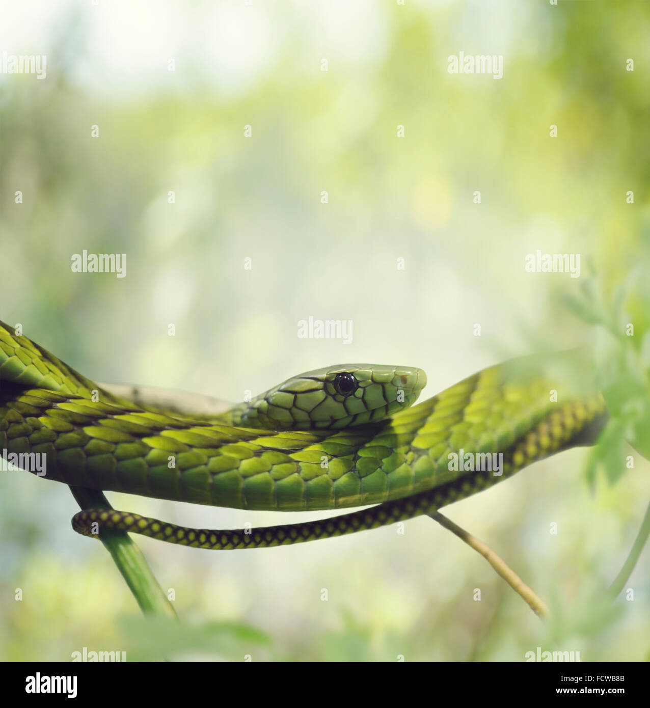 Green mamba hi-res stock photography and images - Alamy