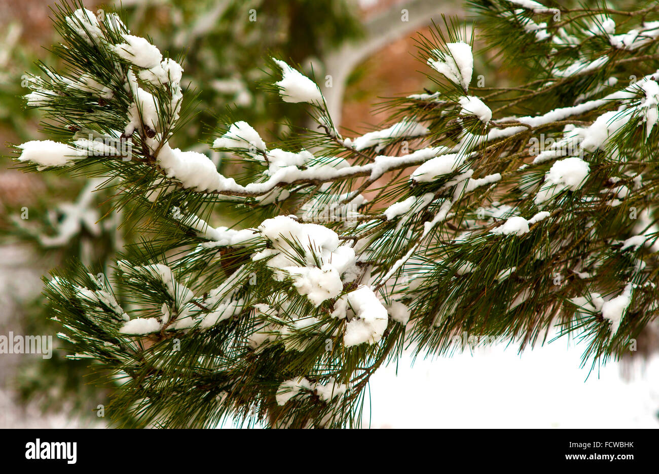 Tree branch green foliage heavy hi-res stock photography and images - Alamy