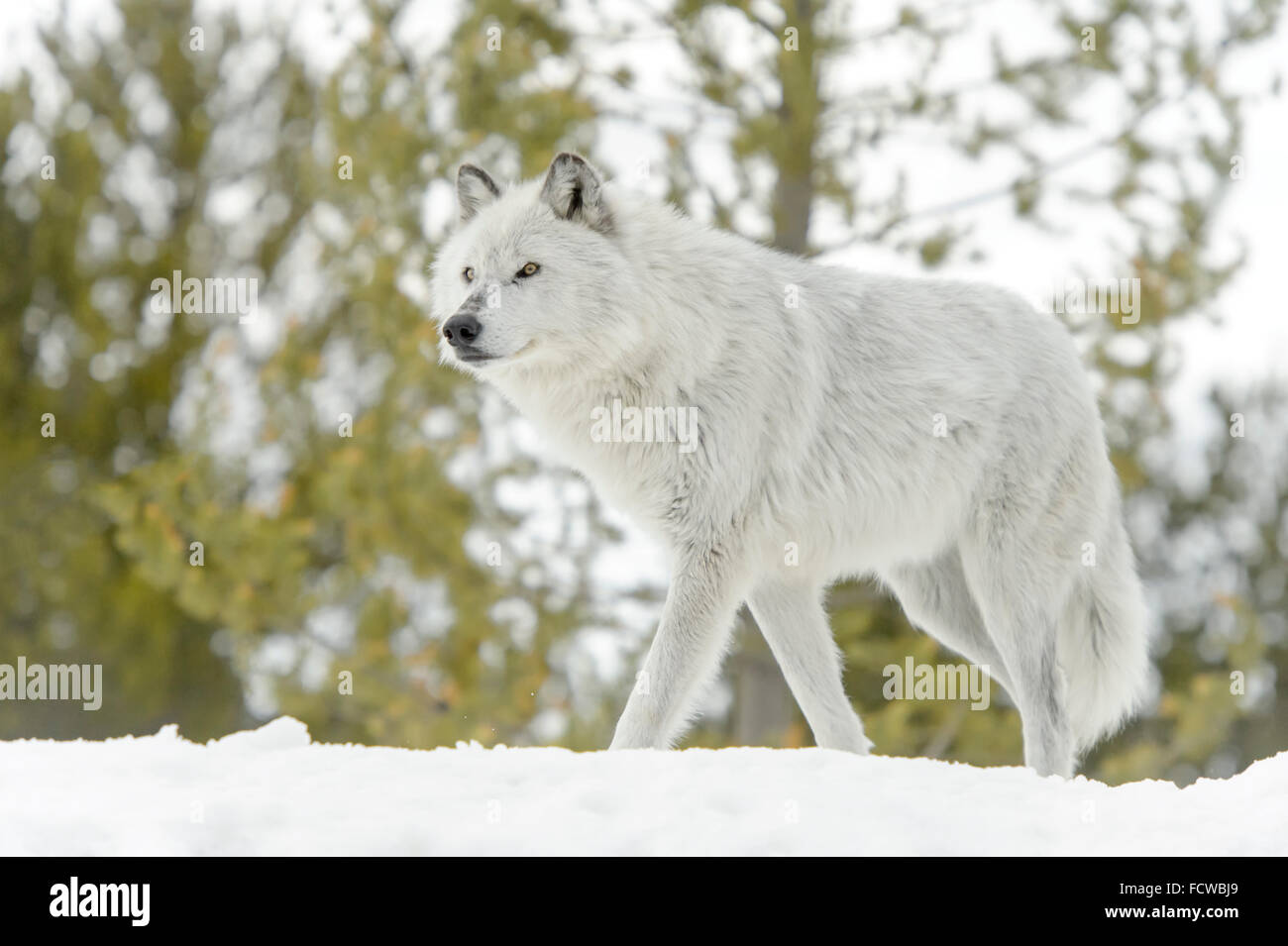 White Timber Wolf