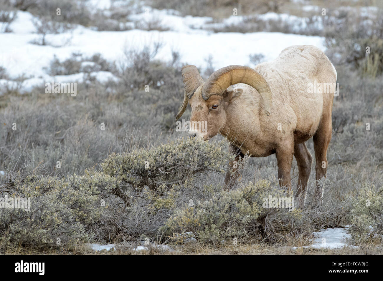Survival during winter hi-res stock photography and images - Alamy