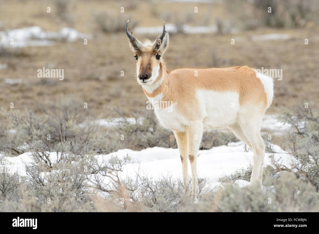 Pronghorn Antelope (Antilocapra americana), looking at camera ...