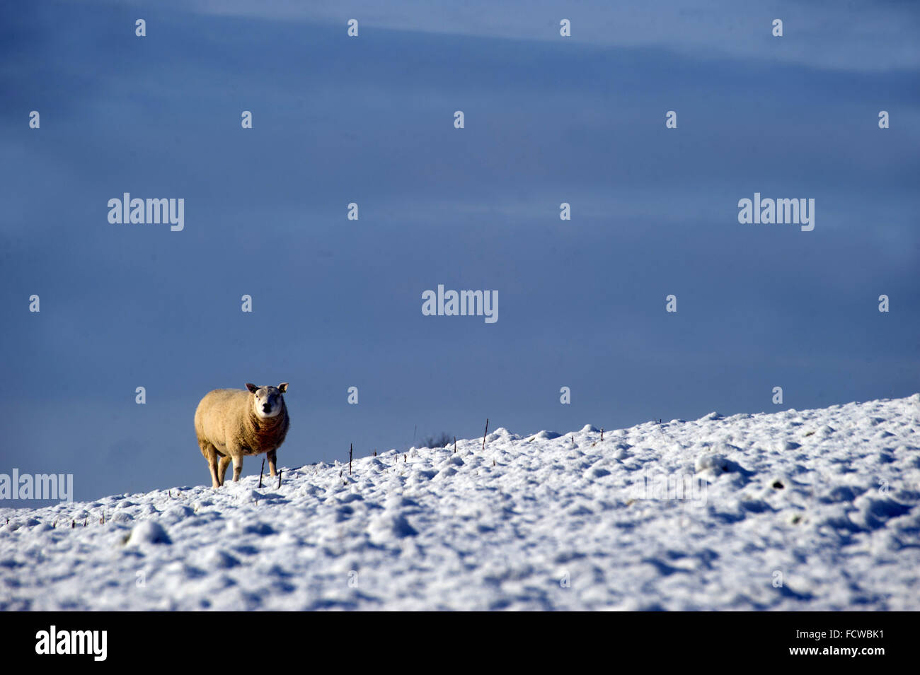 Sheep in freezing field hi-res stock photography and images - Alamy
