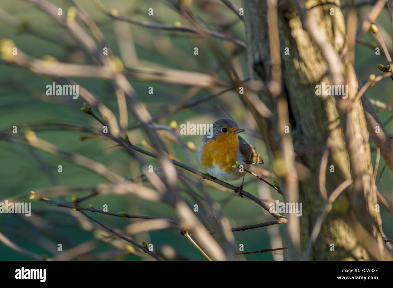 Little red robin hi-res stock photography and images - Alamy