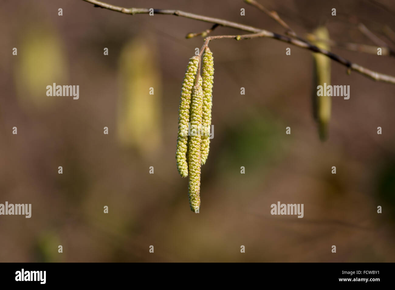 Blooming hazel tree on blurry brown background Stock Photo - Alamy