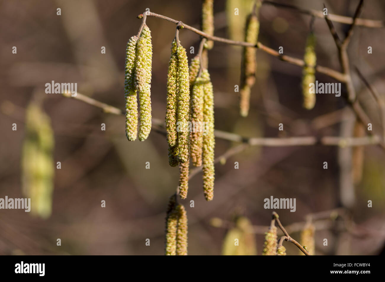 Blooming hazel tree on blurry brown background Stock Photo - Alamy