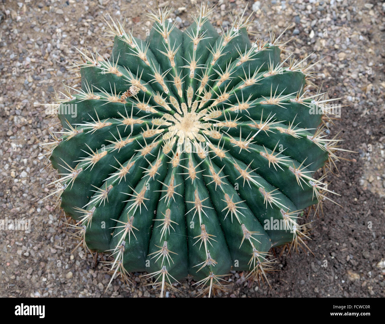 cactaceae ferocactus histrix Stock Photo - Alamy