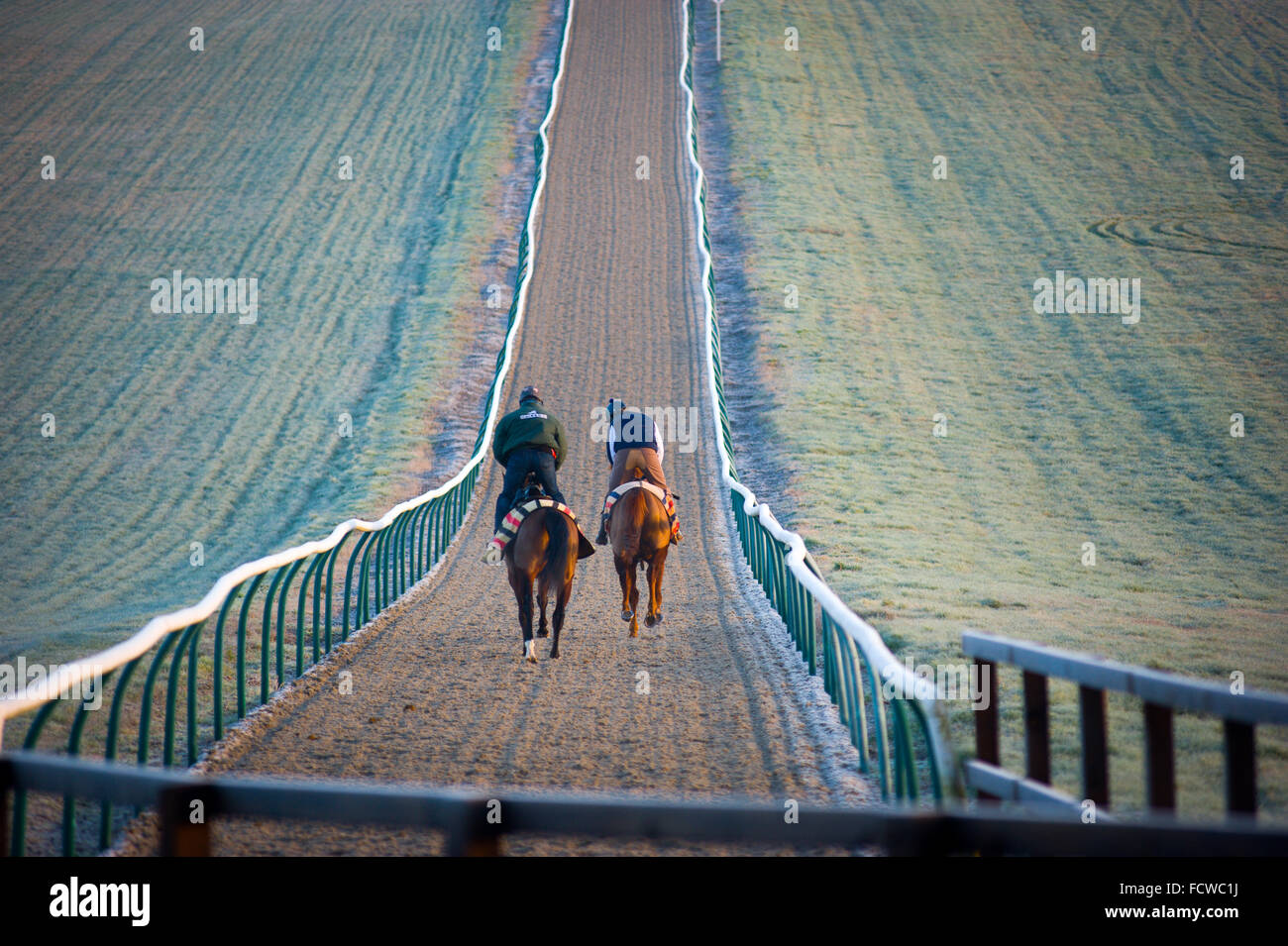 Horses training morning hi-res stock photography and images - Alamy