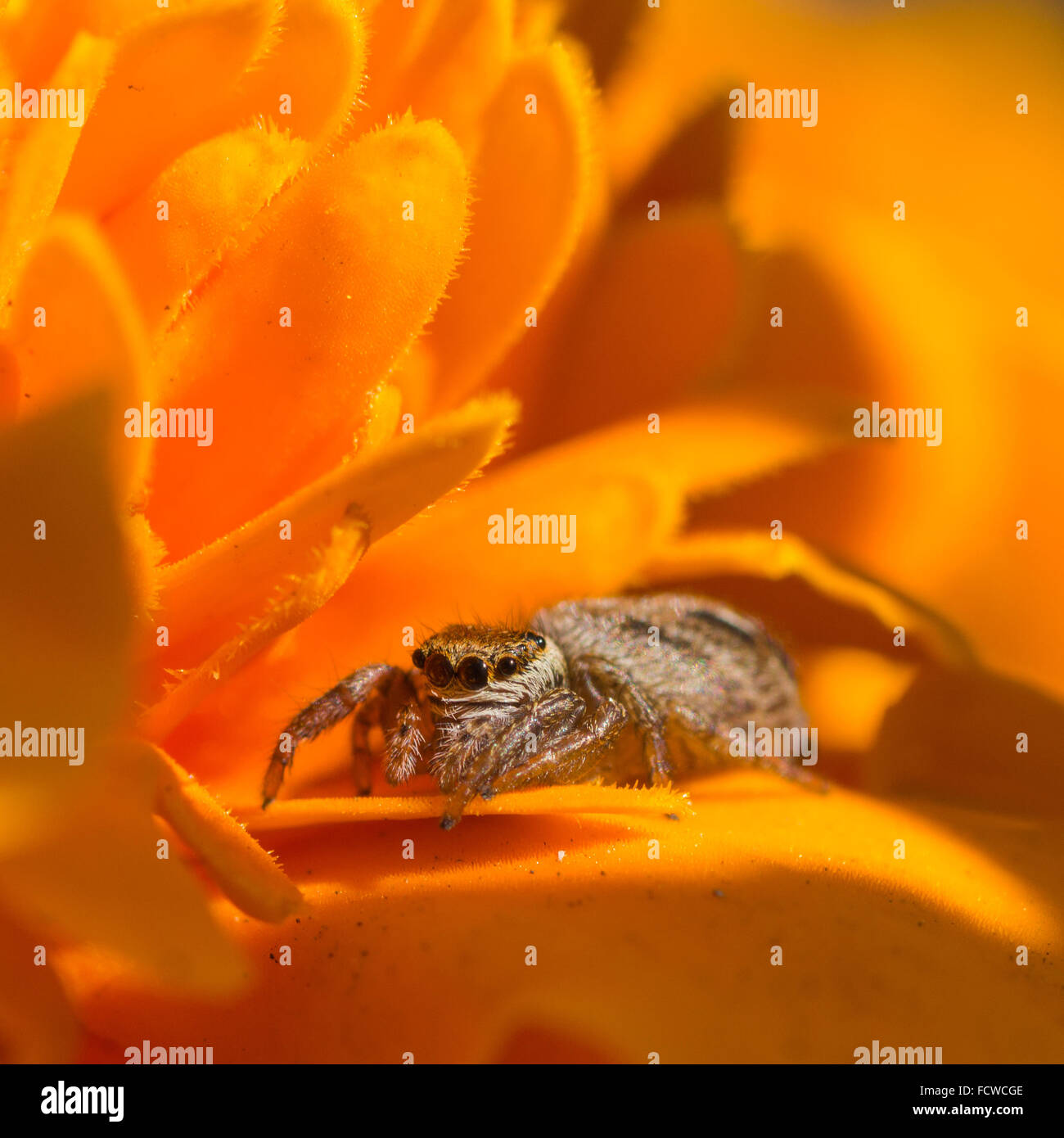 Spider square hi-res stock photography and images - Alamy