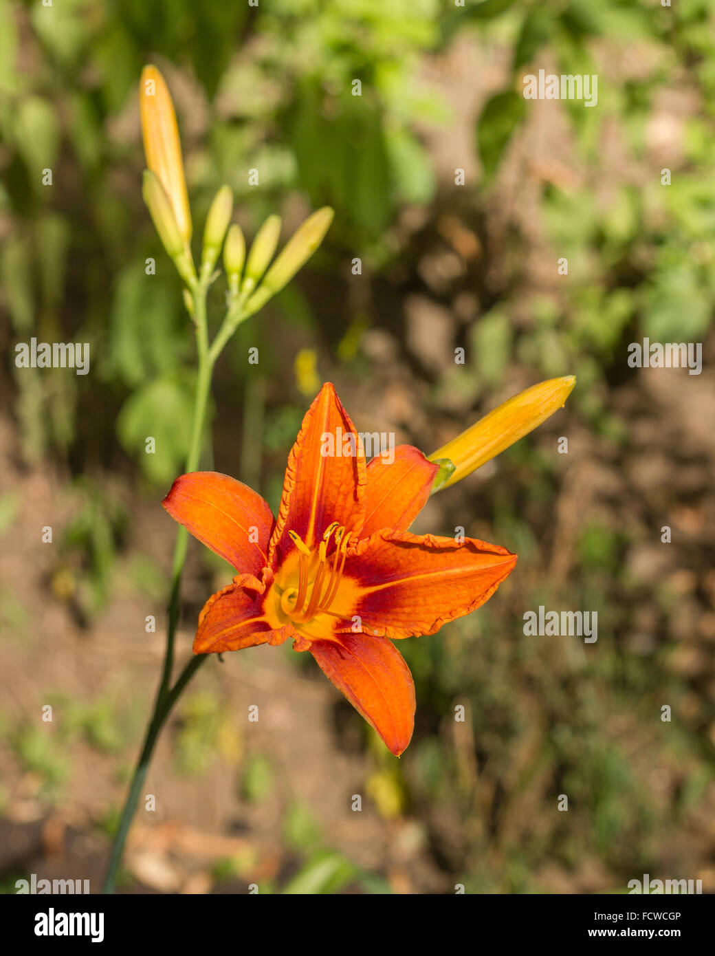 Growing lilium hi-res stock photography and images - Alamy