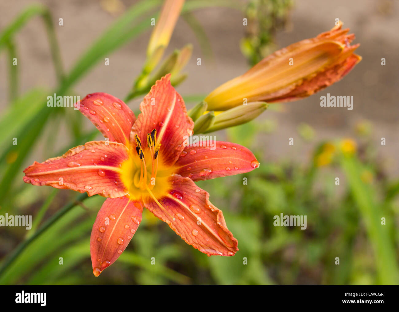 Closeup of a Lilium (lily) flower Stock Photo - Alamy