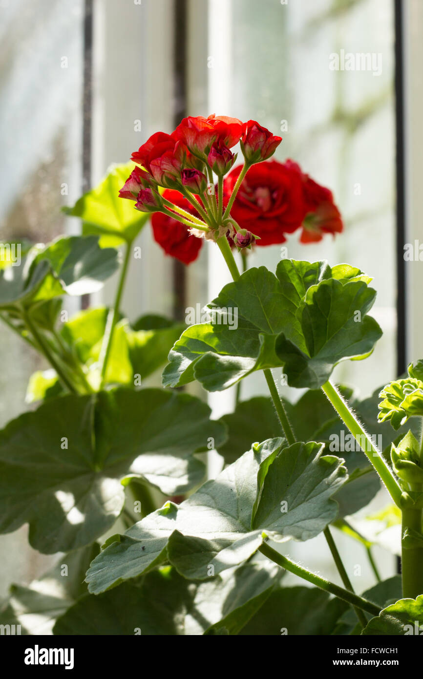 Red Pelargonium hortorum Stock Photo - Alamy