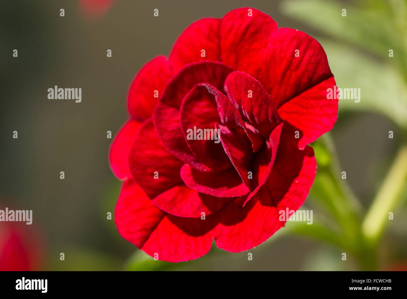 Calibrachoa hi-res stock photography and images - Alamy