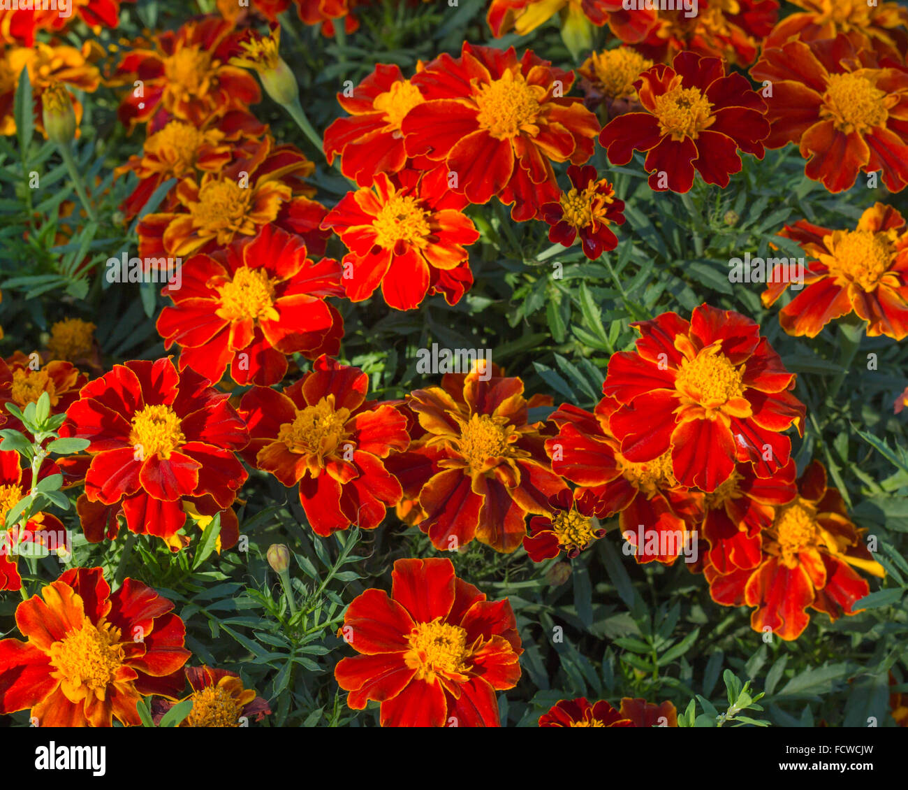 Marigold (Tagetes) flowers, a popular garden plant with bright, vivid ...