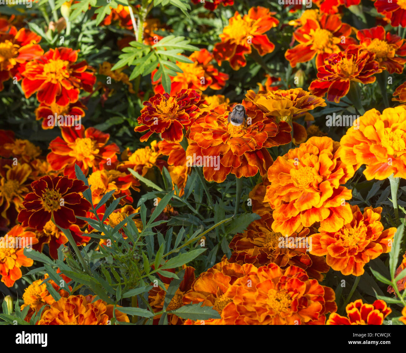 Marigold (Tagetes) flowers, a popular garden plant with bright, vivid ...