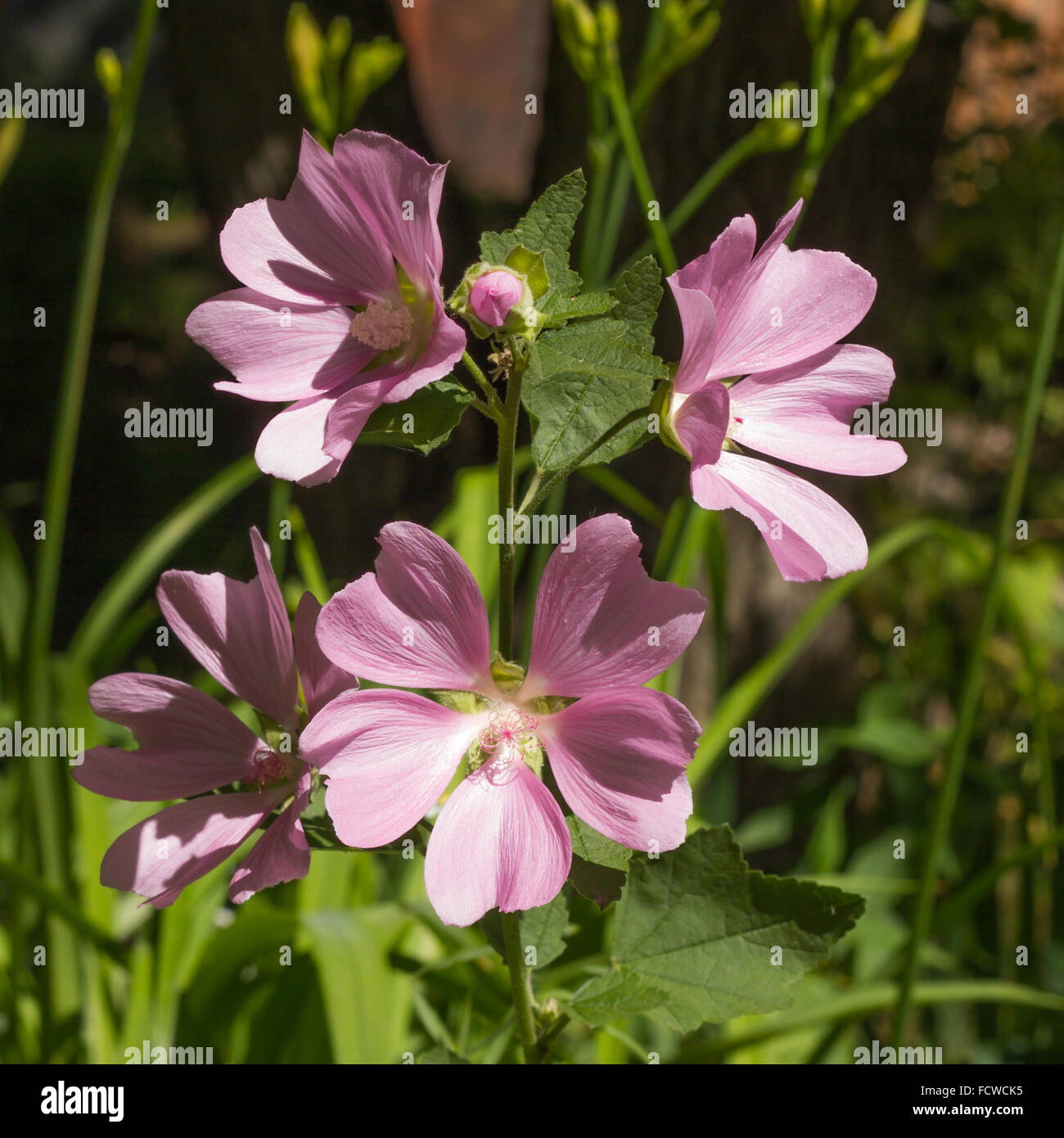 Blooming Malva flower Stock Photo - Alamy