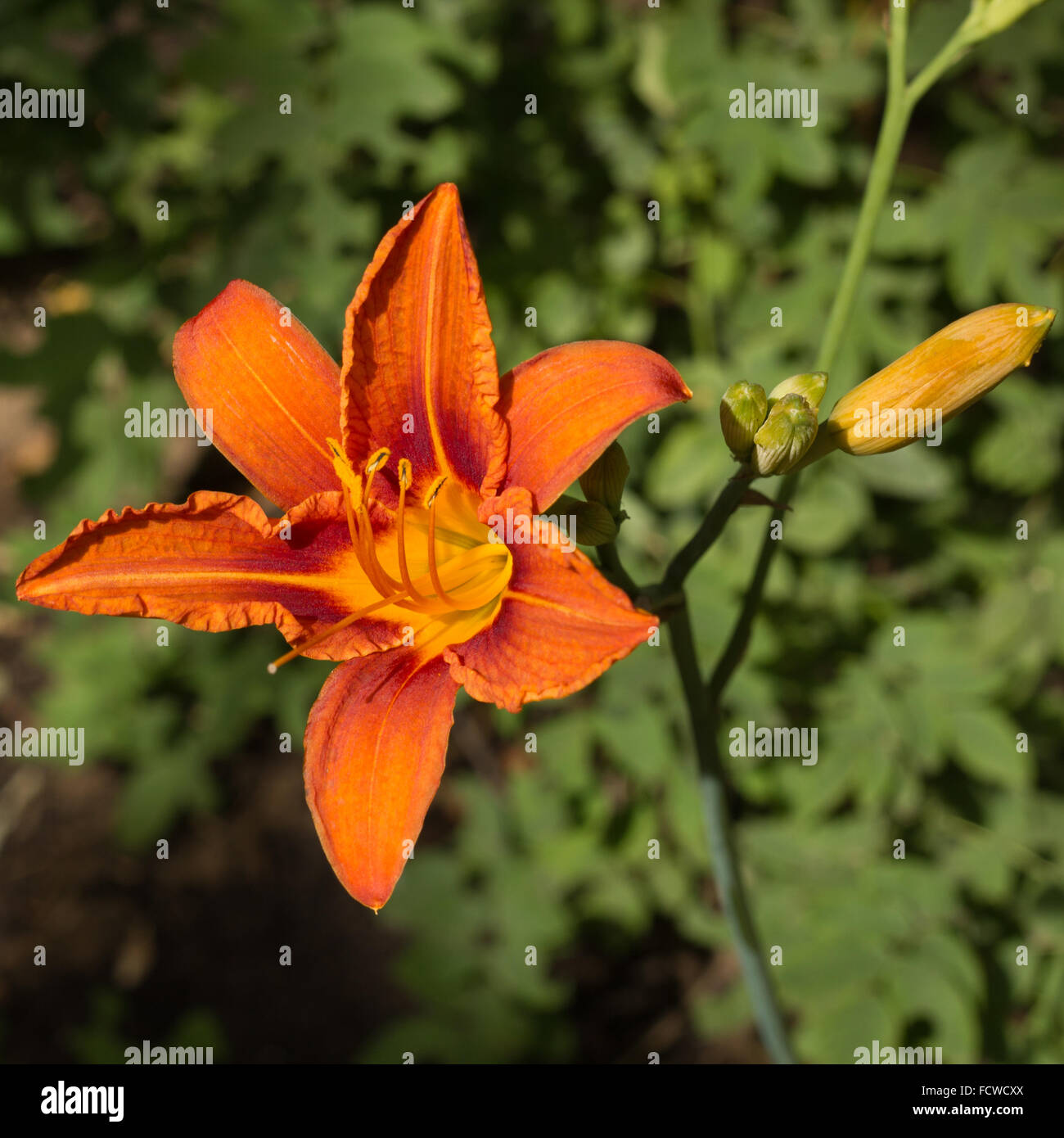 Growing Lilium High Resolution Stock Photography and Images - Alamy