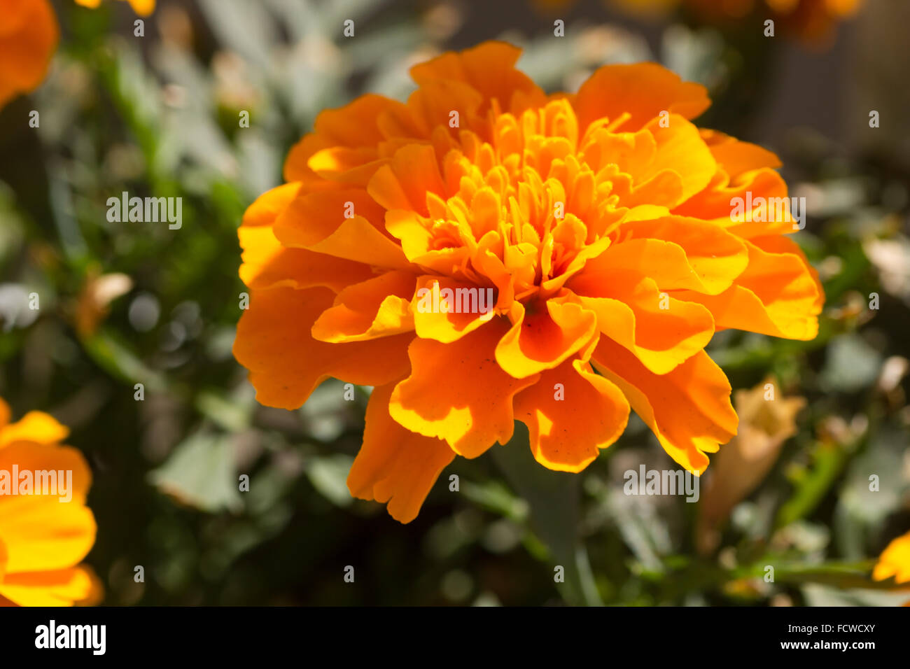 Marigold (Tagetes) flowers, a popular garden plant with bright, vivid ...