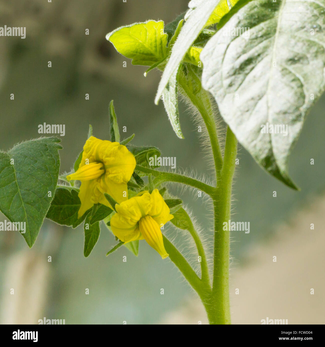 Closeup of tomato flower growing Stock Photo - Alamy