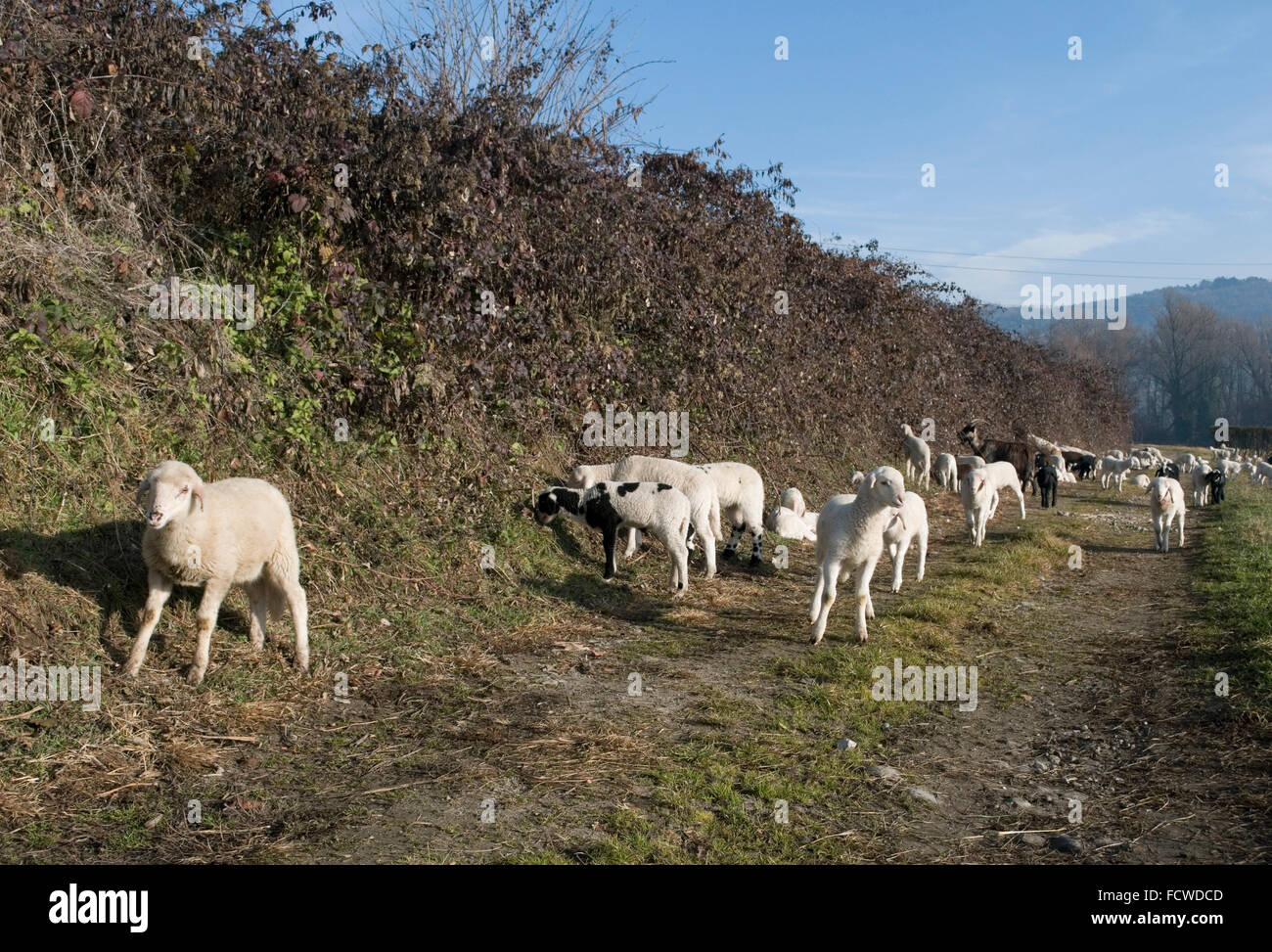 flock of lambs along a track Stock Photo - Alamy