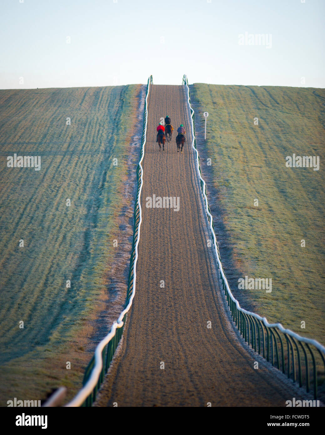 Early morning horse racing training on Lambourn Gallops, Berkshire, UK ...