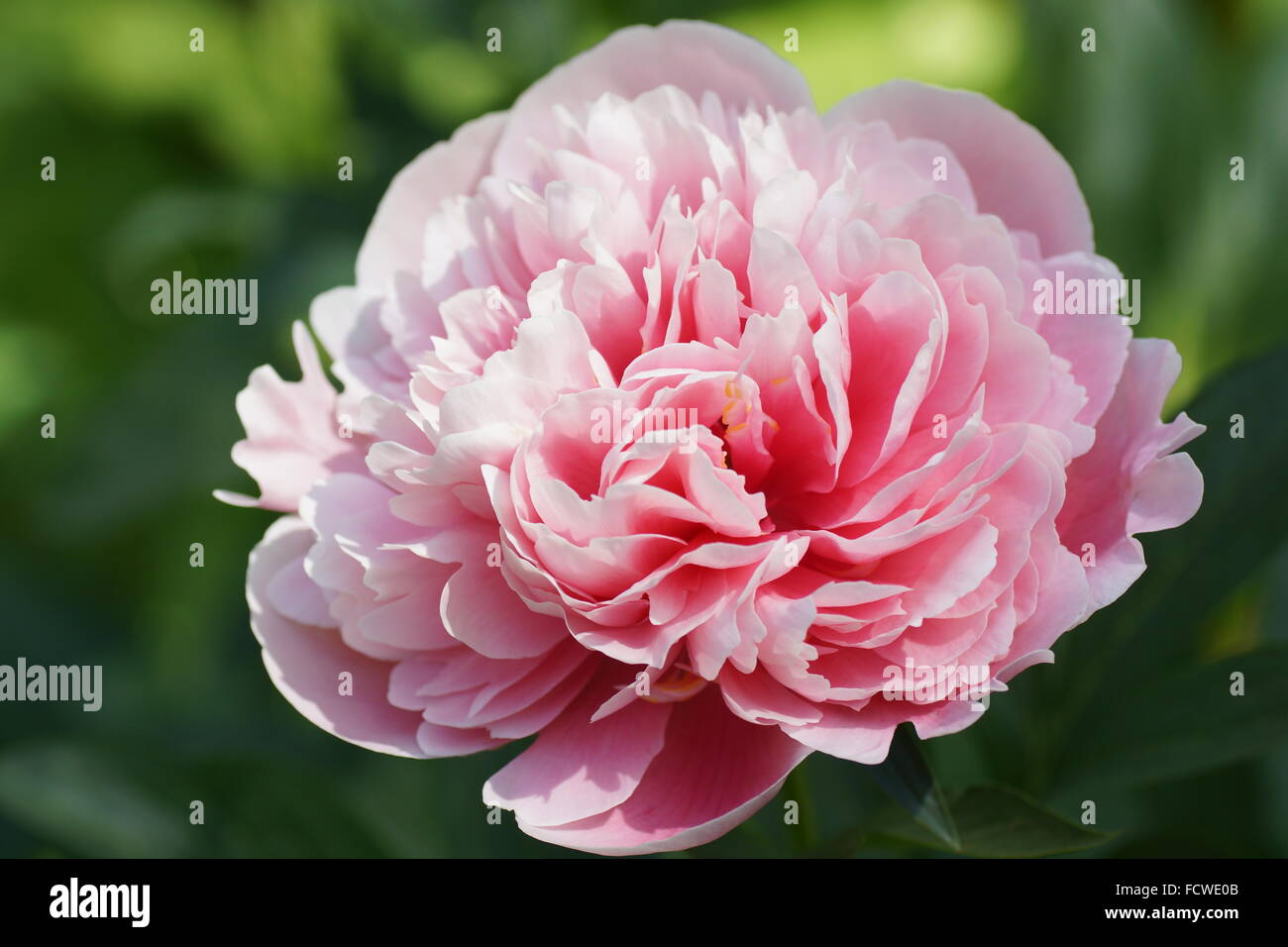 Salmon pink color hi-res stock photography and images - Alamy