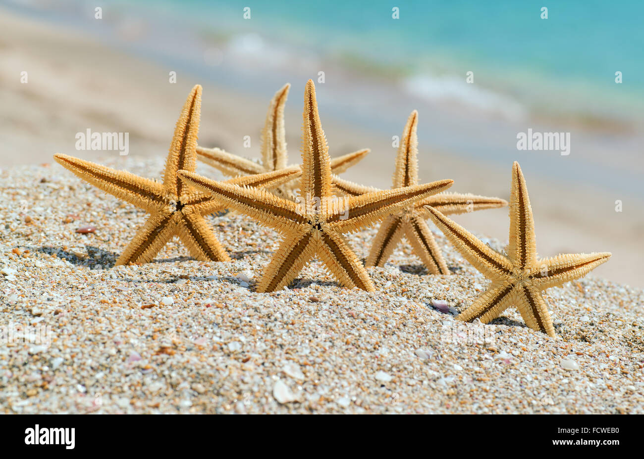 Starfishes on the beach hi-res stock photography and images - Alamy