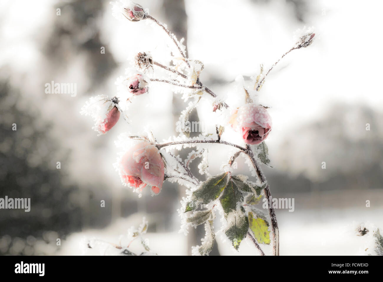 Ice and roses hi-res stock photography and images - Alamy