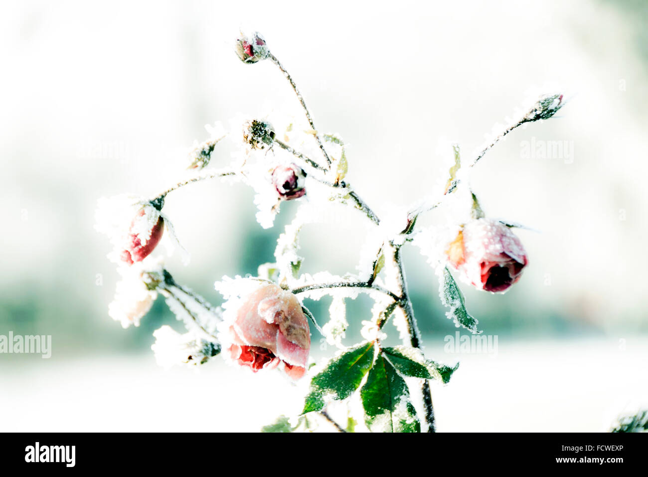 Rosen eis hi-res stock photography and images - Alamy