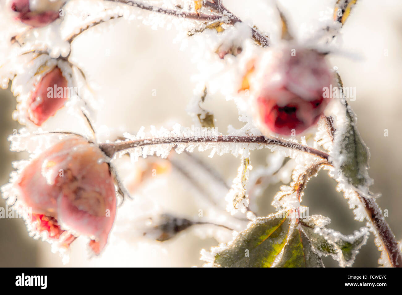 Red rose covered with frost Stock Photo - Alamy