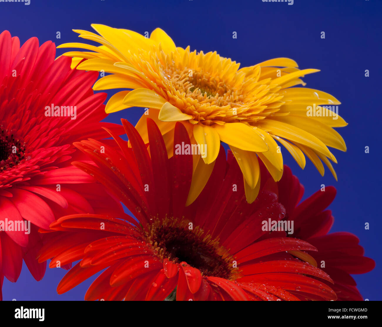 Gerbera is a genus of ornamental plants from the sunflower family ...
