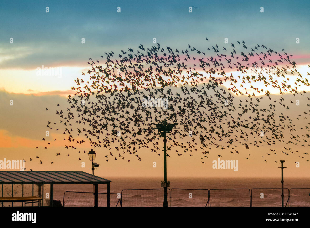 Birds in Flight, flying in the clouds flocks of Starlings at Blackpool ...