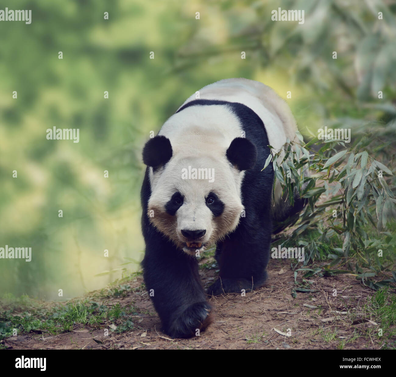 Giant Panda Bear Walking in the Woods Stock Photo - Alamy