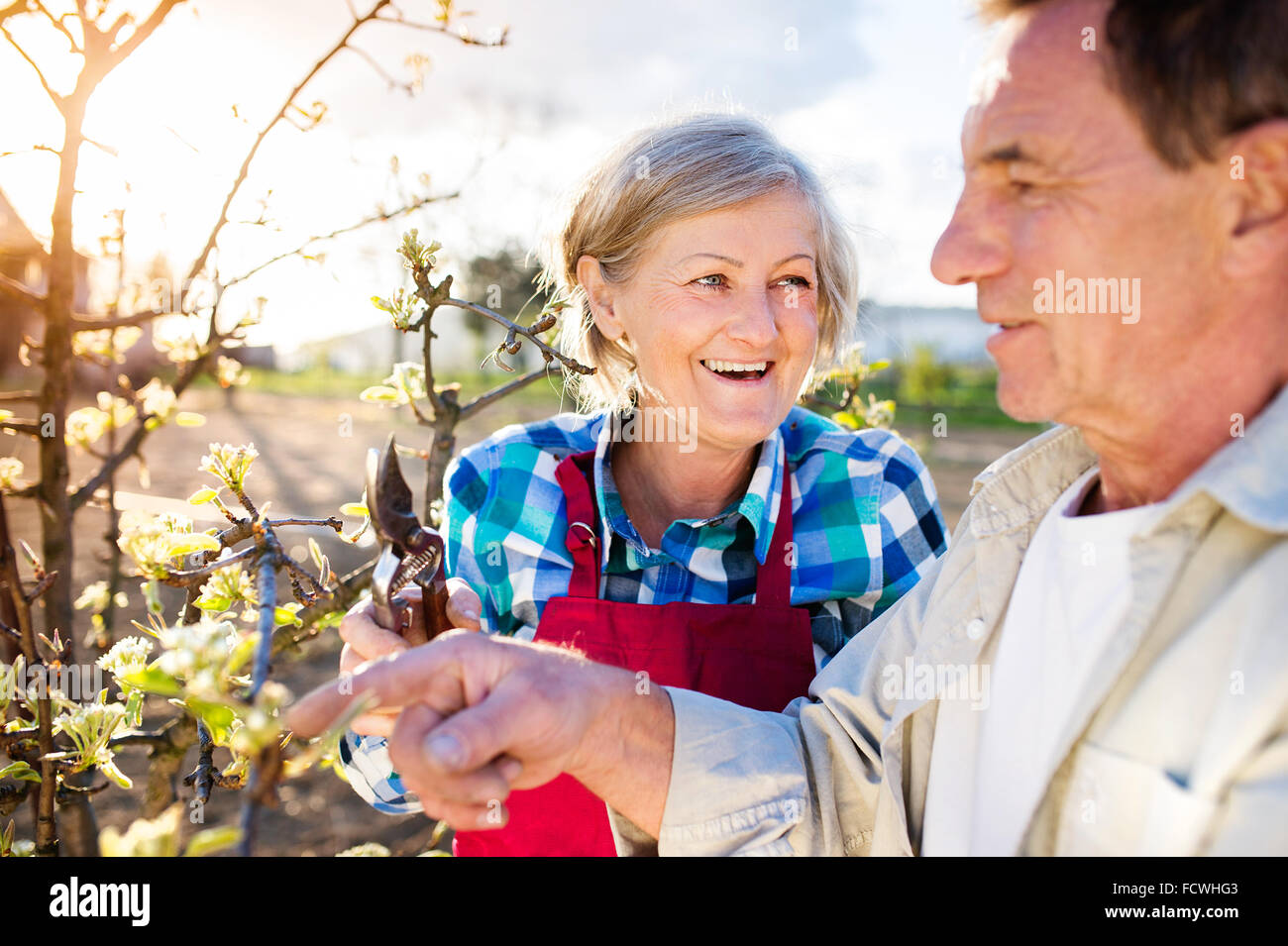 Senior couple pruning apple tree Stock Photo - Alamy