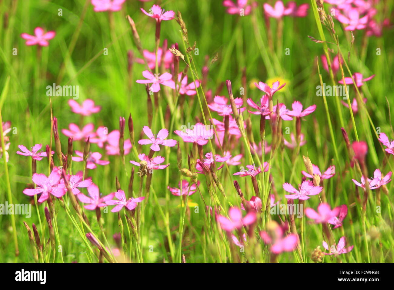 red and tender flowers of dianthus deltoides in field Stock Photo - Alamy