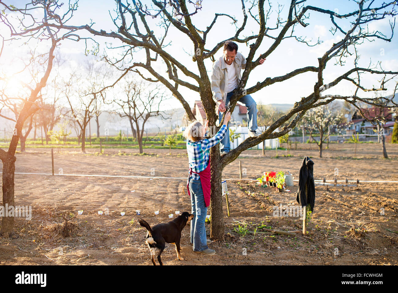 Pruning apple tree hi-res stock photography and images - Alamy