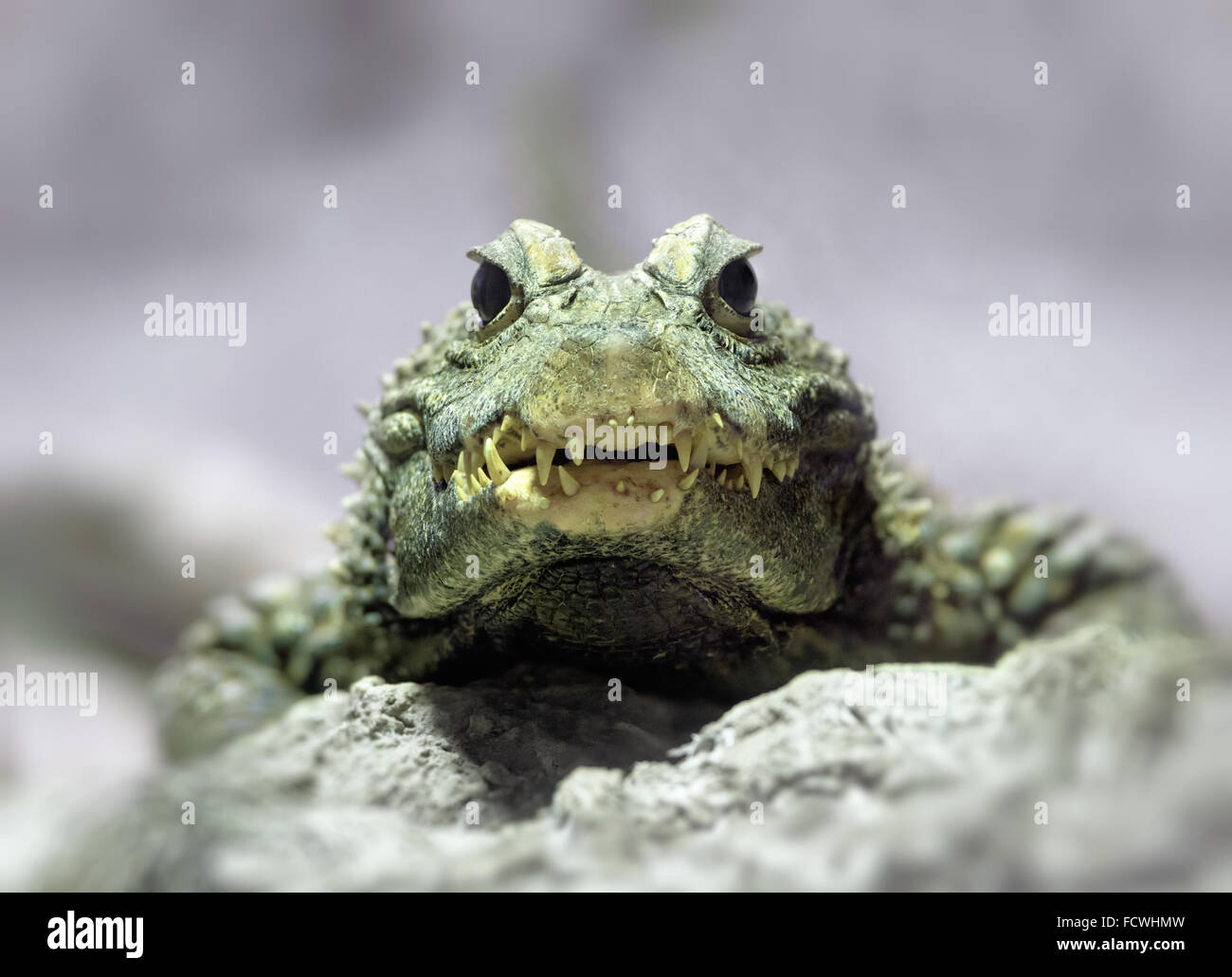 African Dwarf Crocodile High Resolution Stock Photography and Images ...