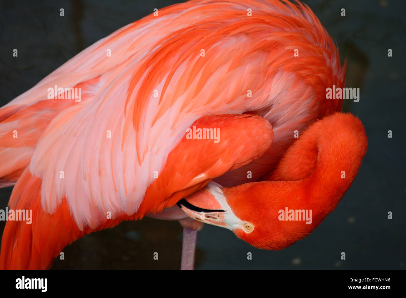 Flamingo preening itself Stock Photo - Alamy