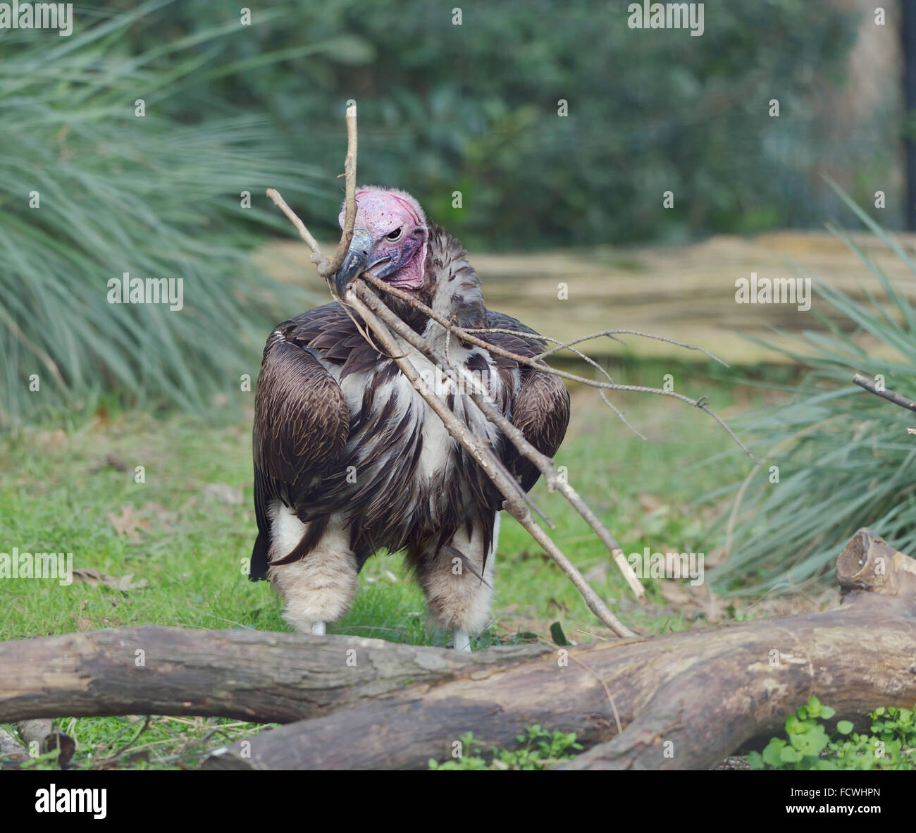 Vulture nest hi-res stock photography and images - Alamy