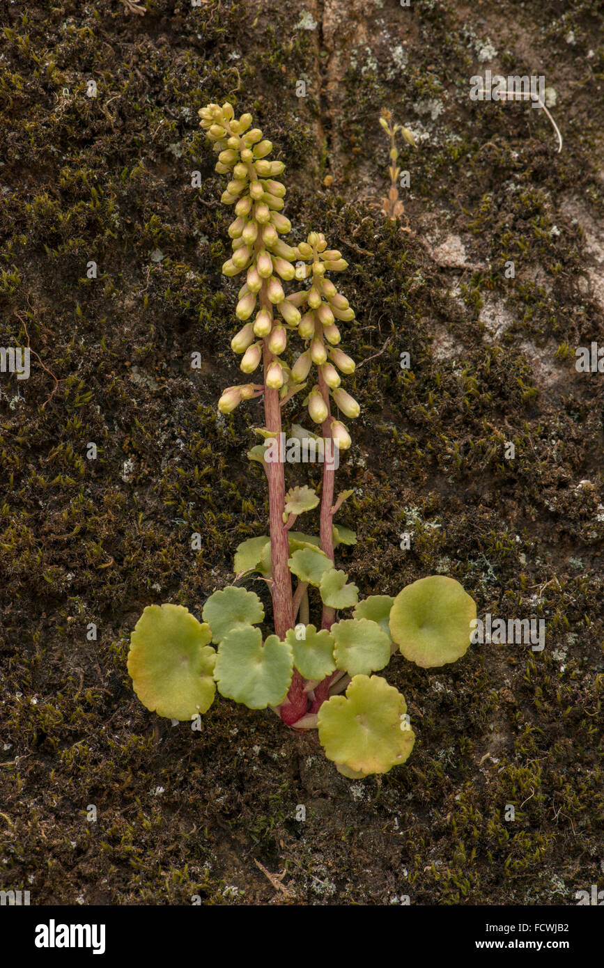 Umbillicus hi-res stock photography and images - Alamy