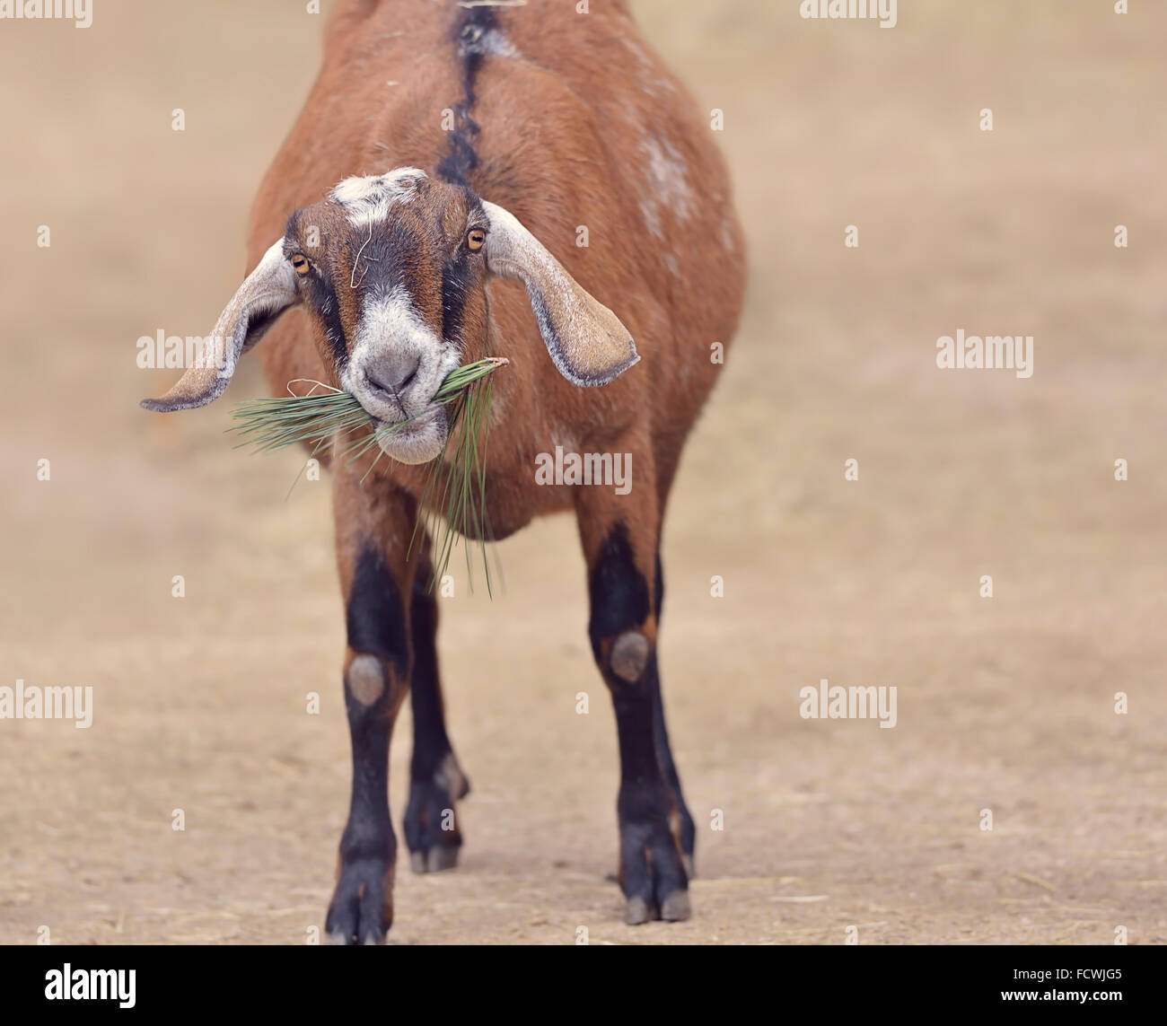 Brown Domestic Goat Eating a Plant Stock Photo - Alamy