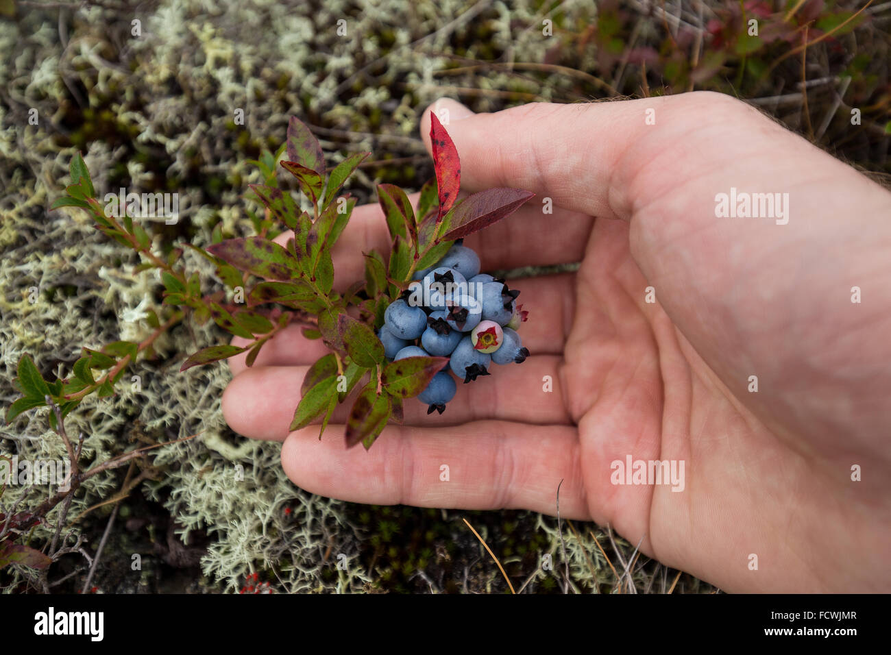 Hand holding blueberries hi-res stock photography and images - Alamy