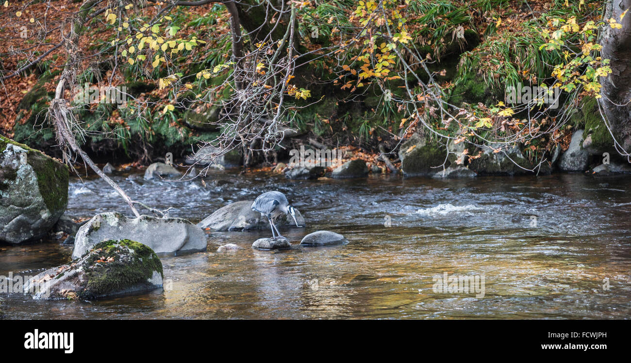 Heron fishing in the River Deveron at Huntly in Scotland Stock Photo ...