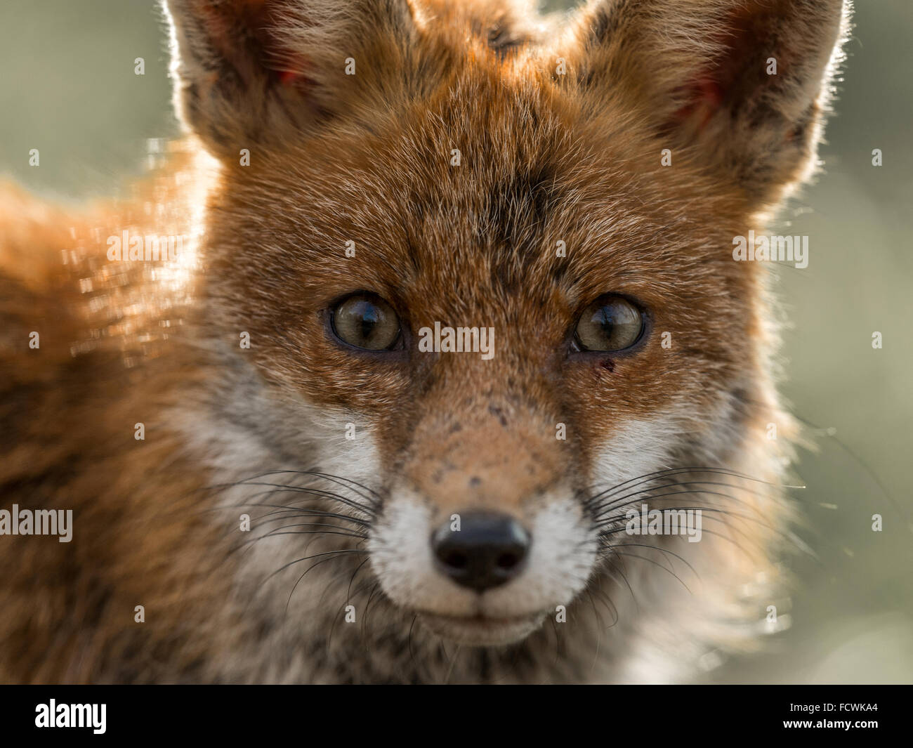 Wild Red Fox (Vulpes vulpes) scavenging in a natural woodland forest setting. Peering intently ...