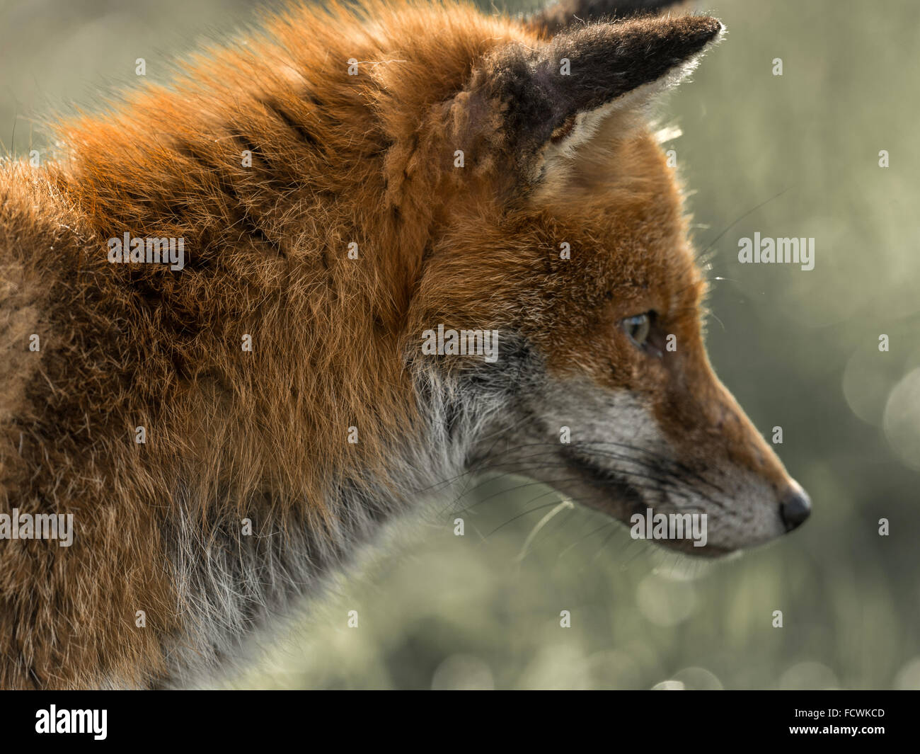 Wild Red Fox (Vulpes vulpes) scavenging in a natural woodland forest setting. Peering intently ...