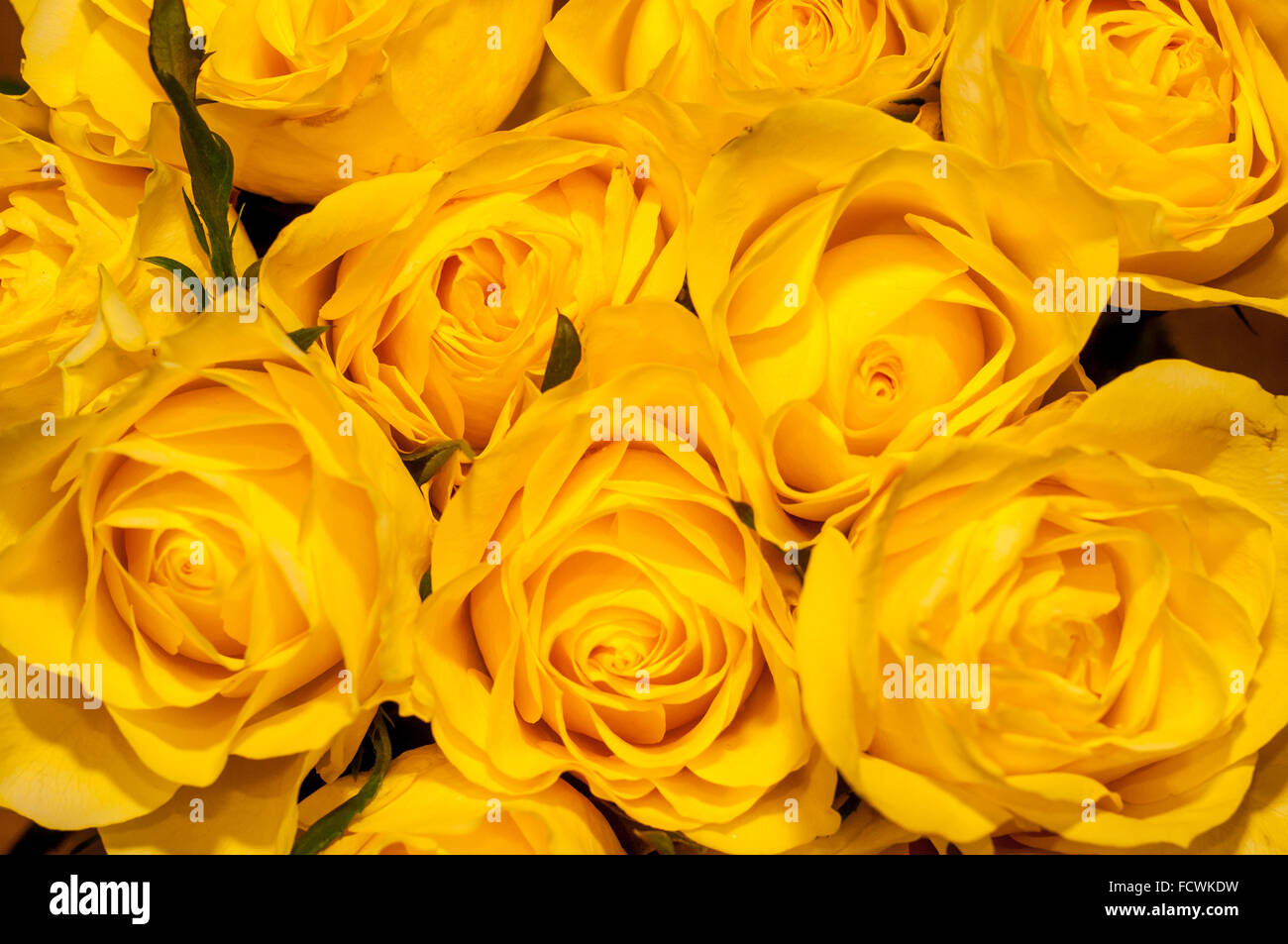 Yellow roses in a bunch Stock Photo - Alamy