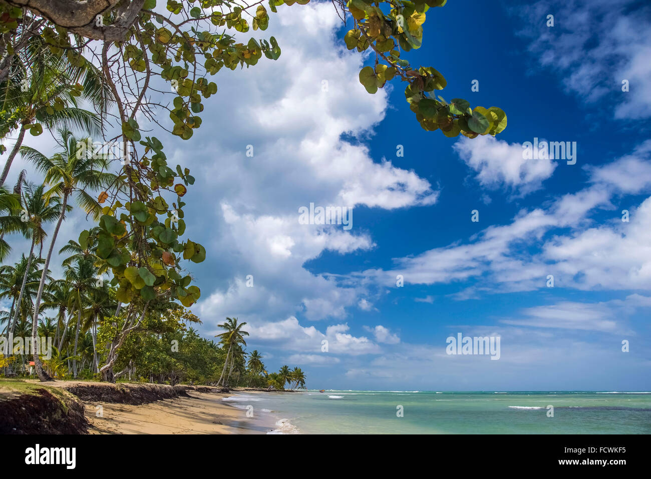 Remote Caribbean Beach with Palm Trees in Dominican Republic Stock ...